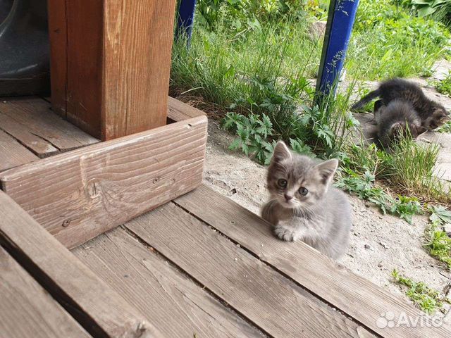 Котек-котенок