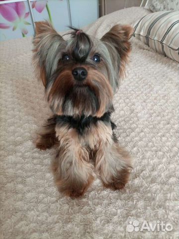 Йоркширский терьер вязка