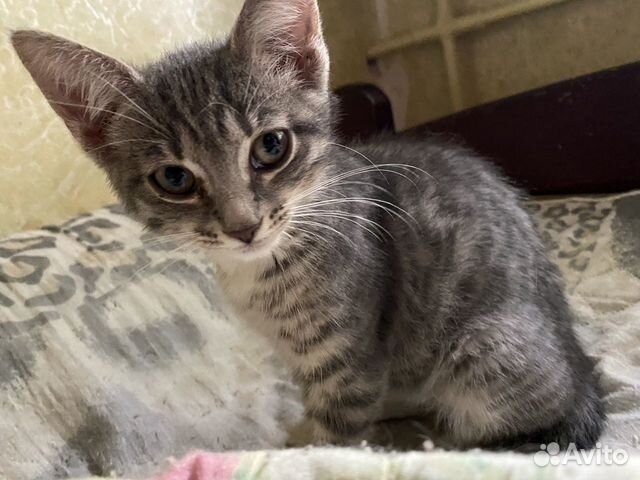 Котёнок Грейс в добрые руки