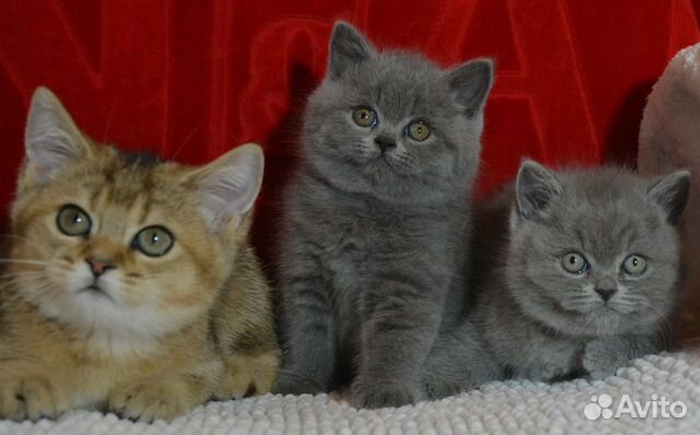 Британские котята