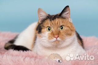 Упитанная и щекастая кошечка Марфуша ищет дом