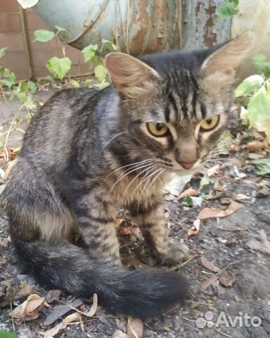 Котик бесплатно