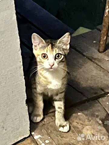 Трехцветный котенок девочка Барби