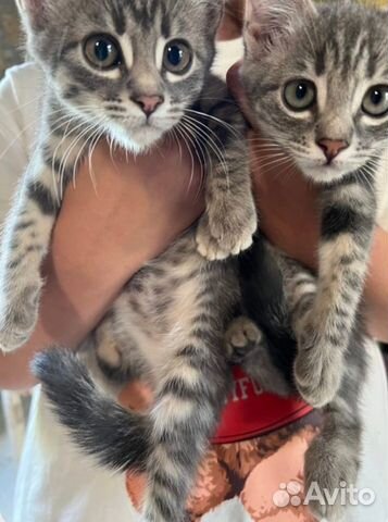 Отдам в добрые руки