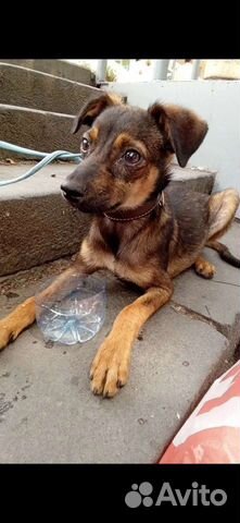 Небольшой пёсик Тутик 7 кг