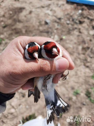 Щегол самка