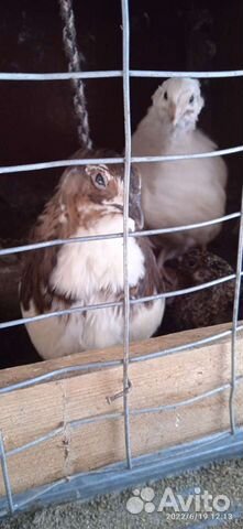 Перепела продажа