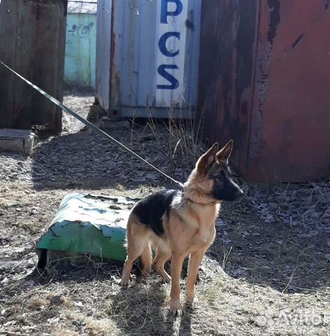 Немецкая овчарка