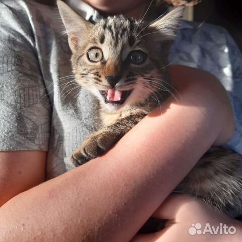 Котята ищут дом