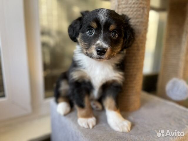 Спасенный щенок Чарли от не большой собаки 1,5мес