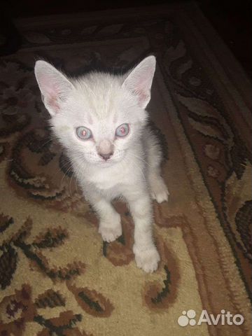 Сиамский мальчик