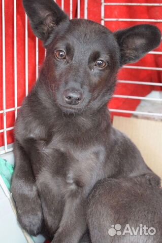 Собаки из приюта ищет дом