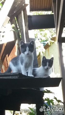 Котята в добрые руки бесплатно