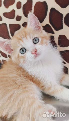 Котенок самый умный из помета