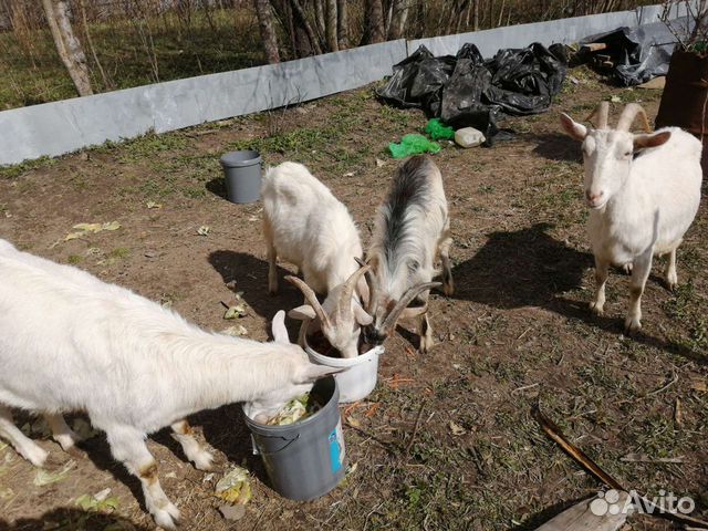 Зааненская дойная коза
