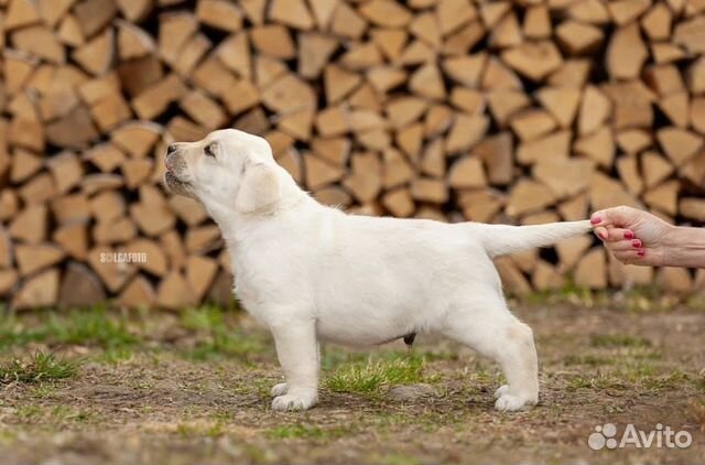 Щенки лабрадора