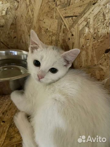 Котёнок Каспер