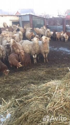 Овцы бараны