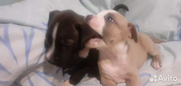 Щенки питбультерьера