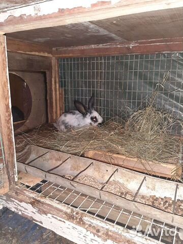 Кролики мясных пород