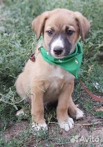 Мальчик в добрые руки