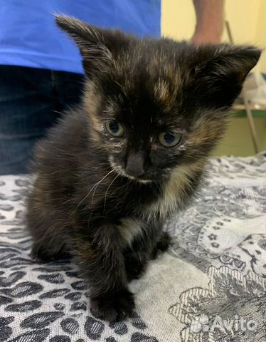 Черный котенок девочка