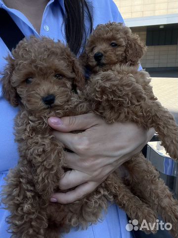 Той-пудель кукольные девочки