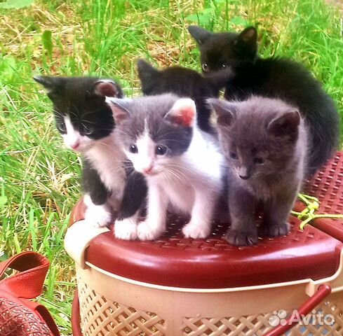 Котята в дар