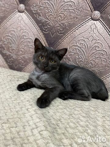 Котенок в окрасе черный дым ищет семью