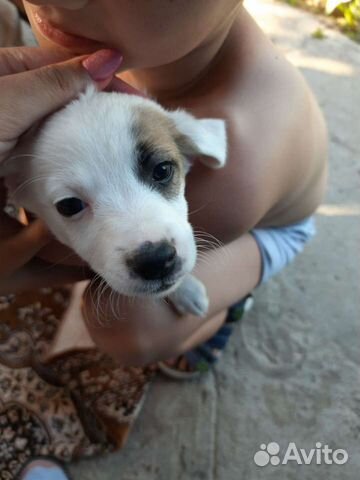 Отдадим щенят бесплатно в добрые руки