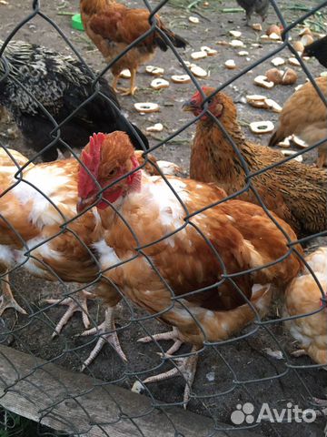 Петухи продажа