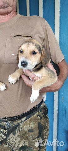 Русская гончая