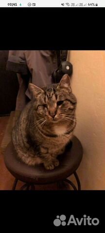 Кот,кошка,котята,коты,животные