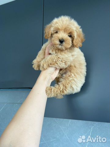 Мальтипу f1 девочка