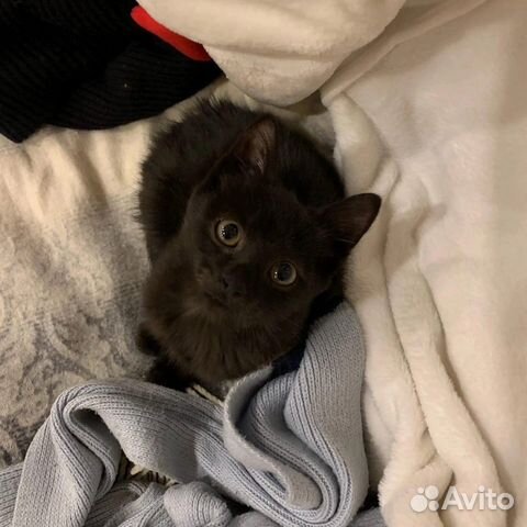 Кошка