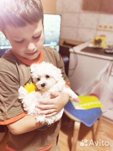 Мальтипу мини кукла