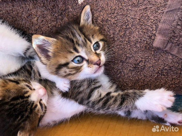 Волшебный Котёнок