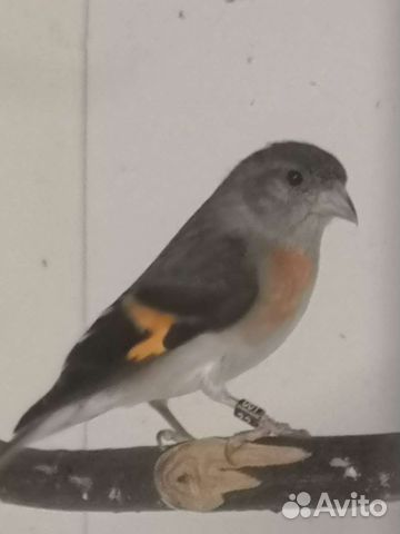 Американский чиж