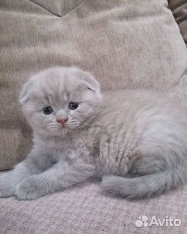 Бриташки очаровашки