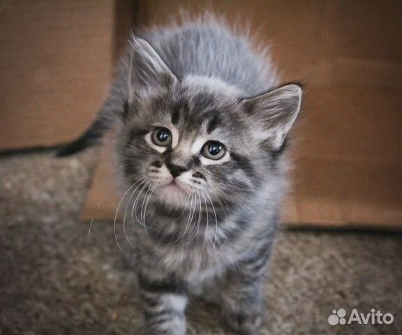 Котёнок чёрно-серый дымчатый полосатый