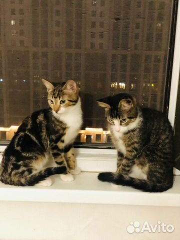 Красафффчики-братишки,4 мес