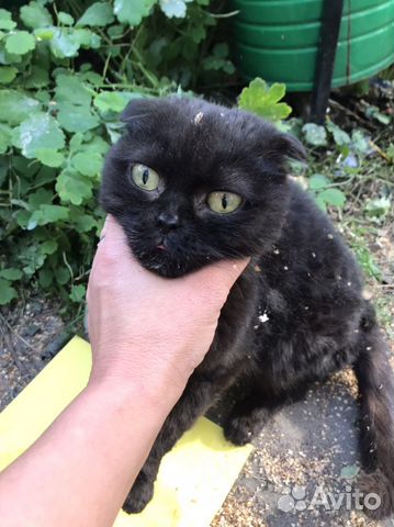 Вислоухая хромая кошечка