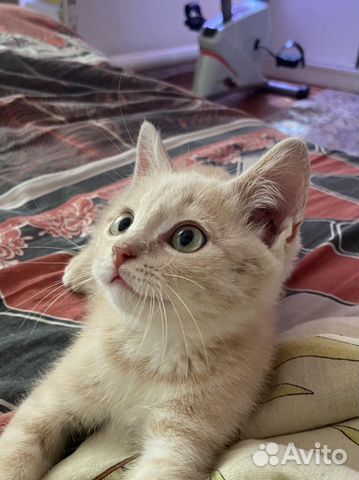 Отдаю милого котёнка в добрые руки