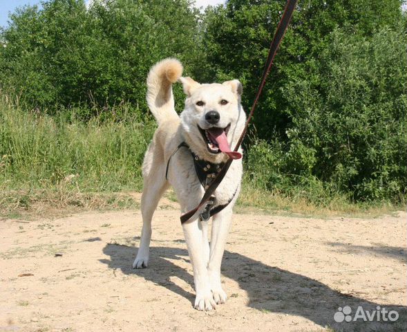 Мега классный и позитивный пёс — метис акиты Боня