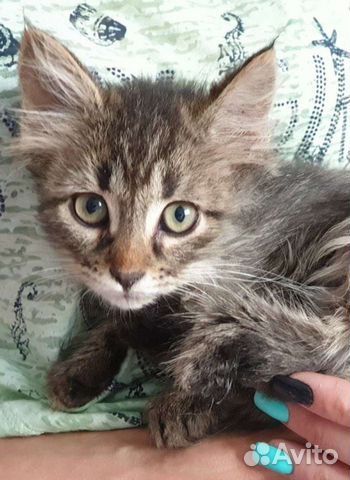 Пушистый котенок ищет дом