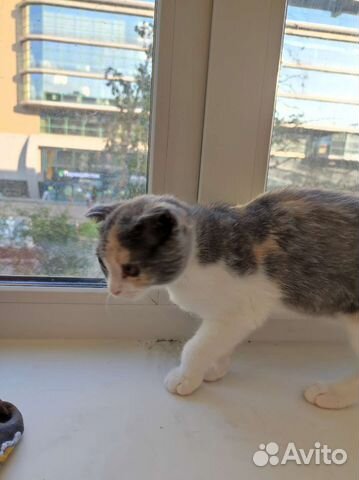 Шатланские котята