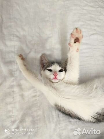 Котенок в дар