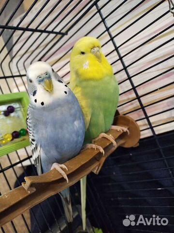 Отдам в добрые руки