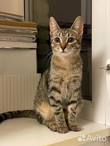 Котенок девочка бесплатно