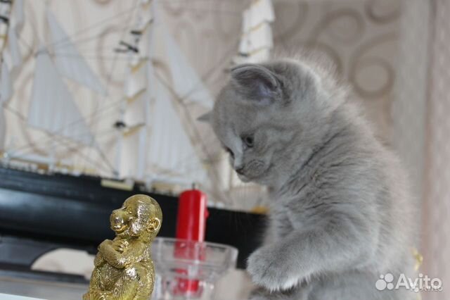 Клубные британские котята